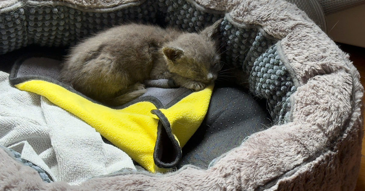 Kitten Rescue Mission